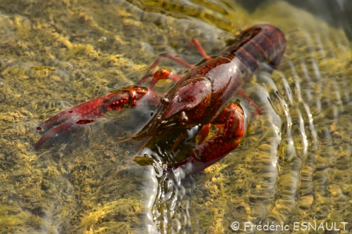 crevisse De Louisiane Procambarus Clarkii Brosse Gondoire Nature crevisse-de-louisiane-procambarus-clarkii-brosse-gondoire-nature